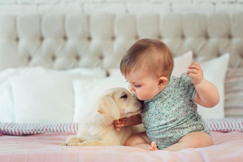 Pets and Your Child – To Get or Not To Get