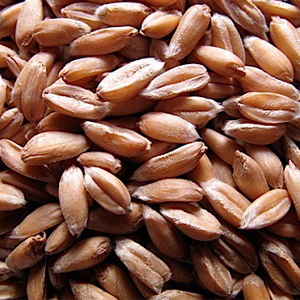 11 Health benefits of spelt in your baby's diet