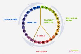Ovulation Chart- Best Way to Track Your BMI and Cervical Mucus