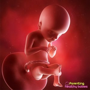 Week 21 of Pregnancy – Pregnancy Week by Week