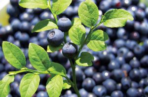 8 Must Know Surprising Health Benefits of Bilberry for Kids
