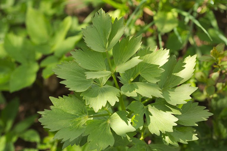 11 Powerful Health Benefits of Lovage in Your Child’s Diet