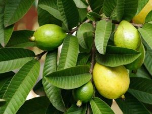 11 Surprising Health Benefits of Guava Leaves