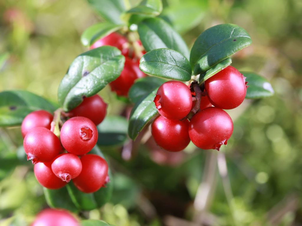 15 Must Know Surprising Health Benefits of Lingonberry