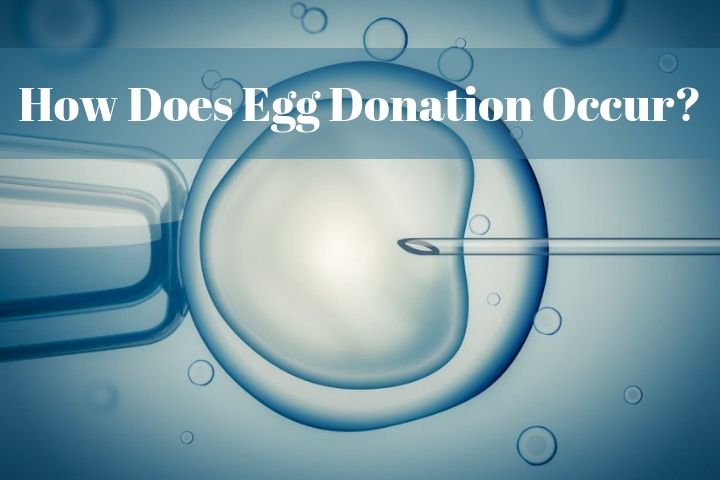 How Does Egg Donation Occur? | Parentinghealthybabies.com